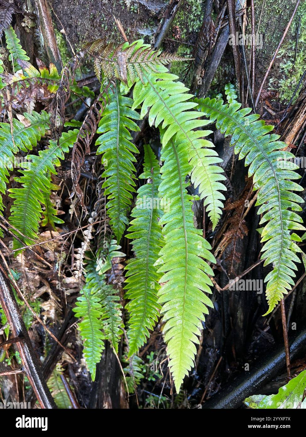 Blechnum chambersii hi-res stock photography and images - Alamy