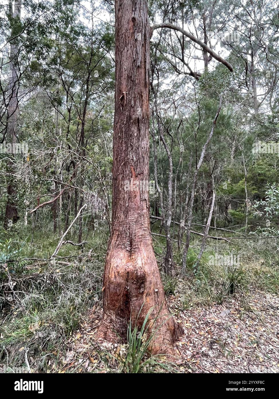 Tallowwood (Eucalyptus microcorys Stock Photo - Alamy
