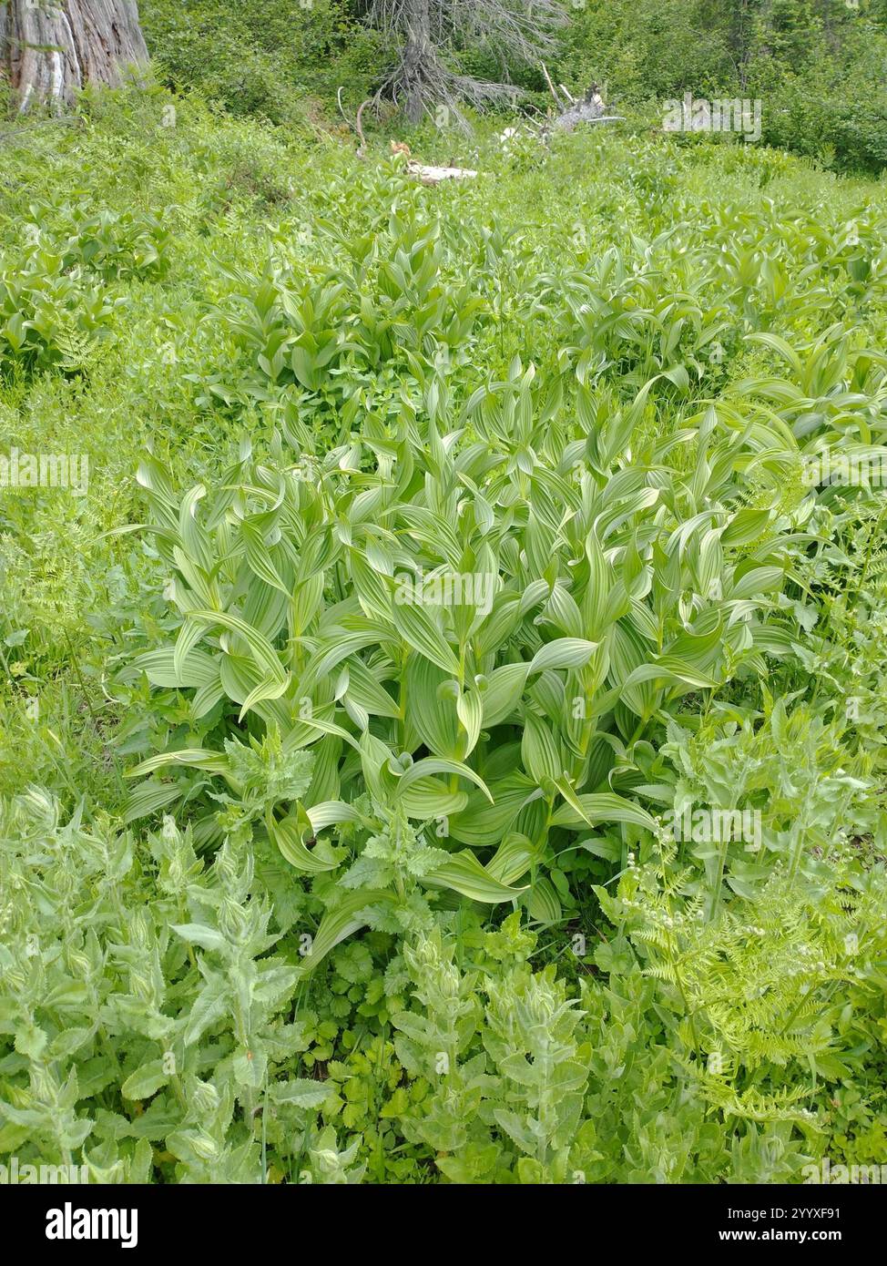 false hellebores (Veratrum Stock Photo - Alamy