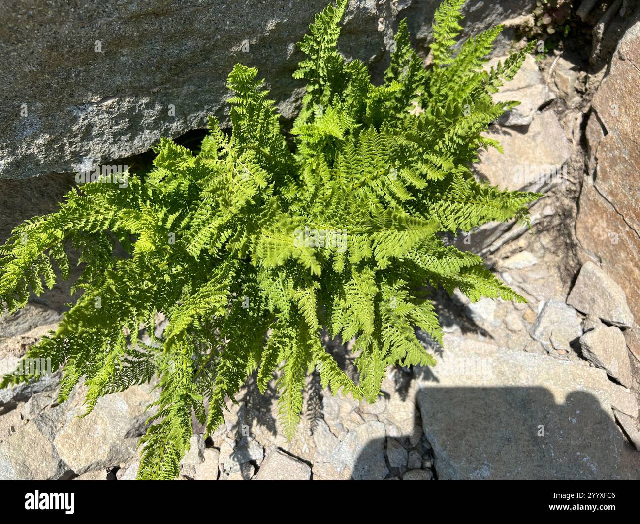 American Alpine Lady Fern (Athyrium americanum Stock Photo - Alamy