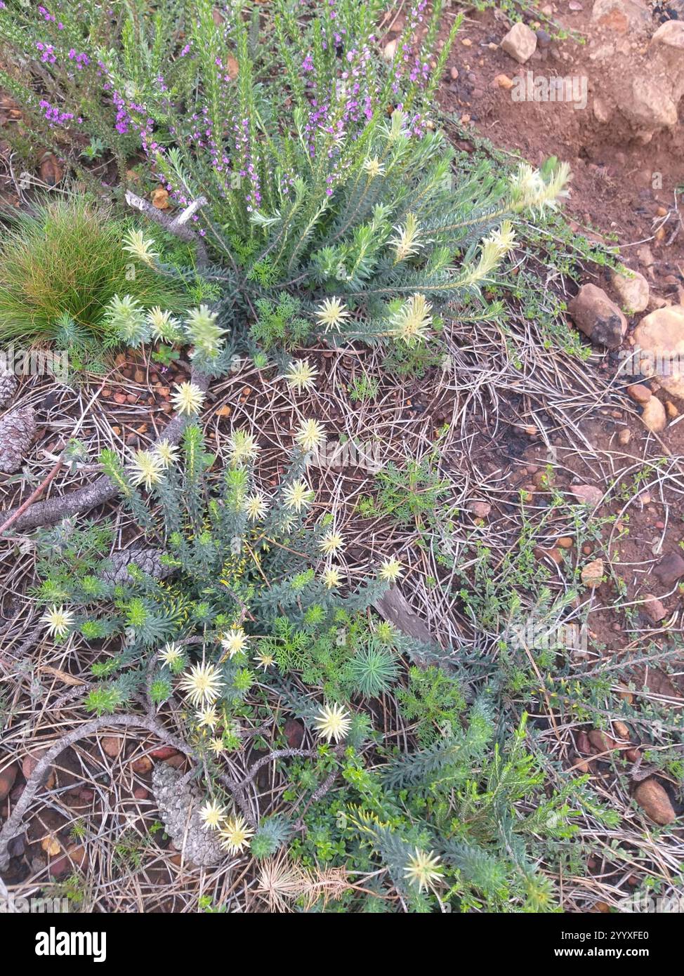 Featherhead Hardleaf (Phylica pubescens Stock Photo - Alamy