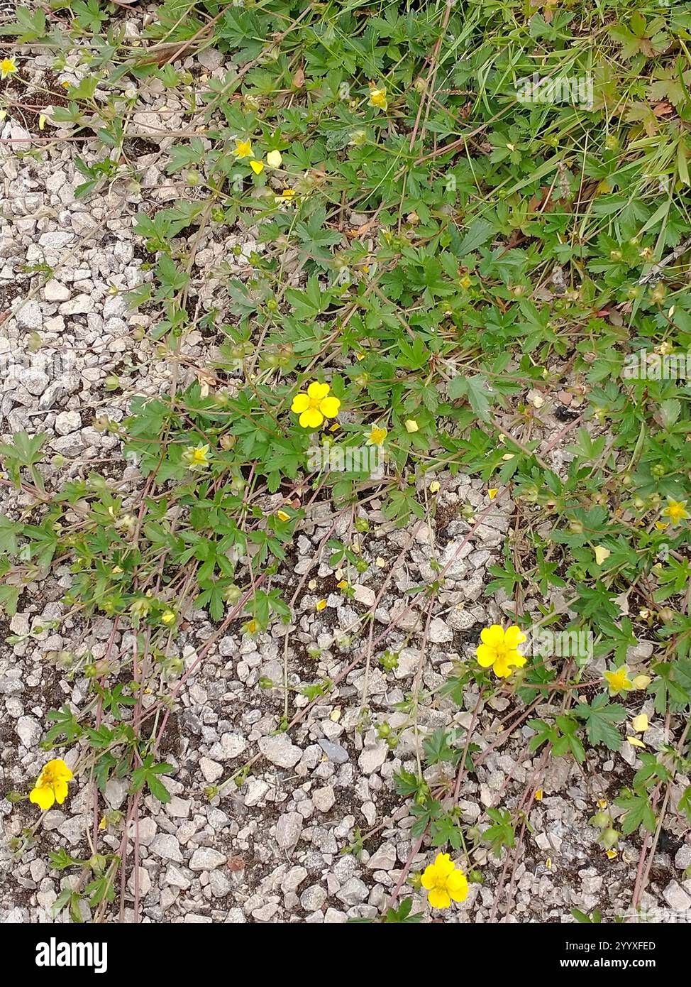 Creeping cinquefoil (Potentilla reptans Stock Photo - Alamy