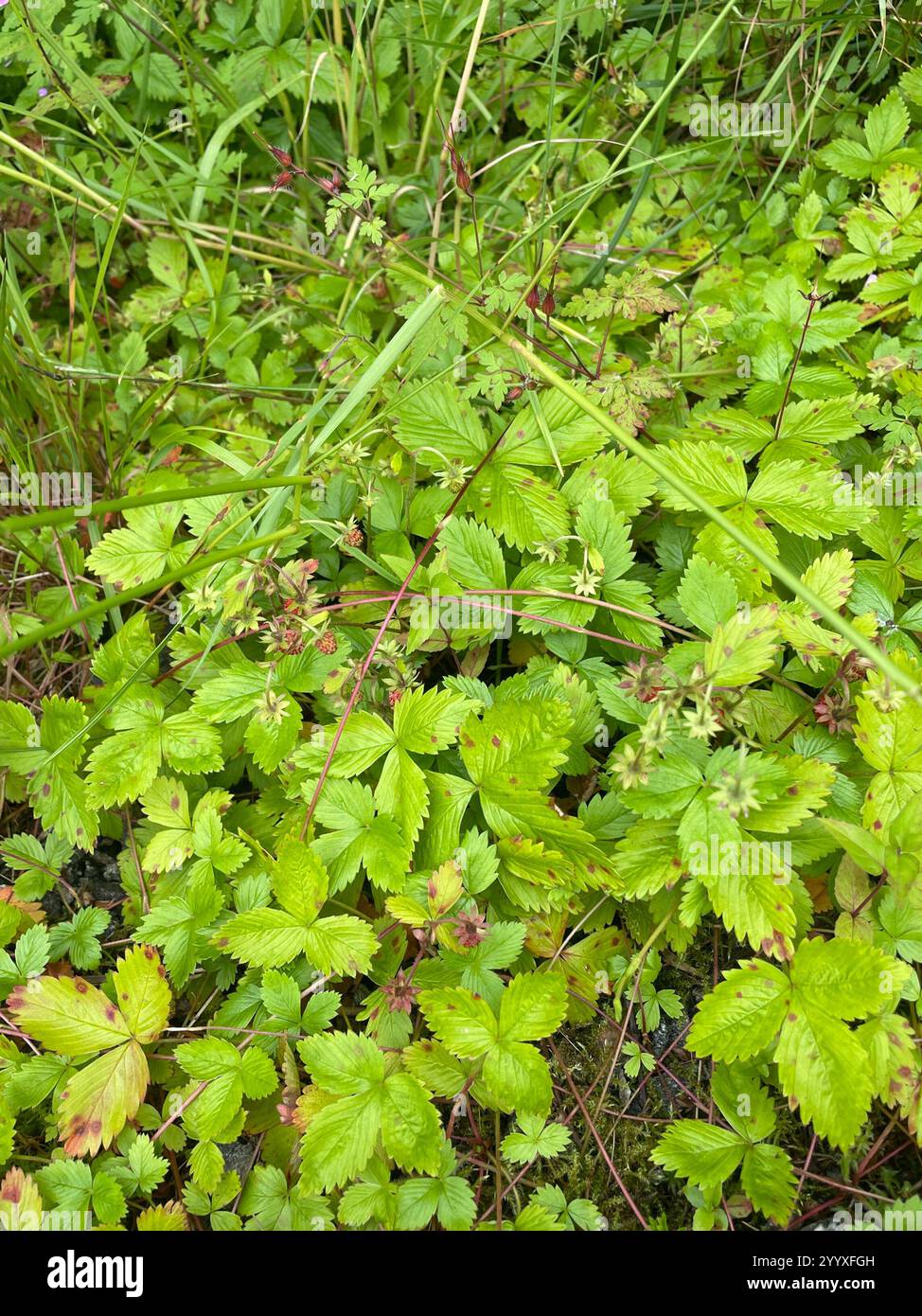 woodland strawberry (Fragaria vesca Stock Photo - Alamy