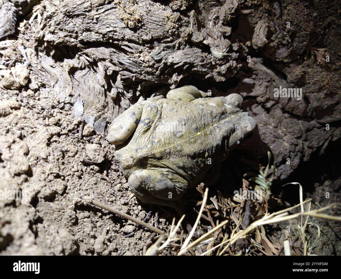 Western Toad (Anaxyrus boreas Stock Photo - Alamy