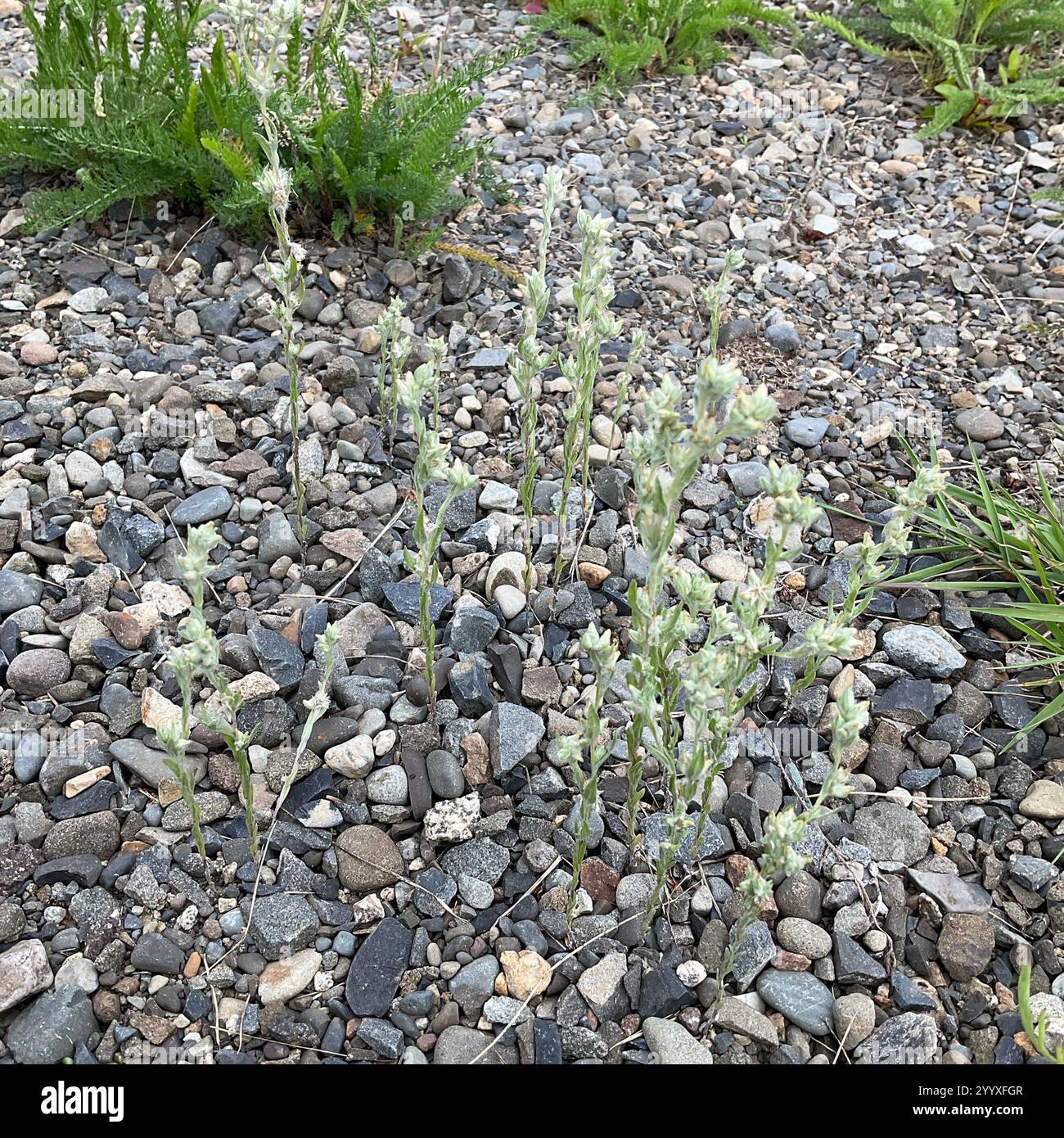 field fluffweed (Filago arvensis Stock Photo - Alamy