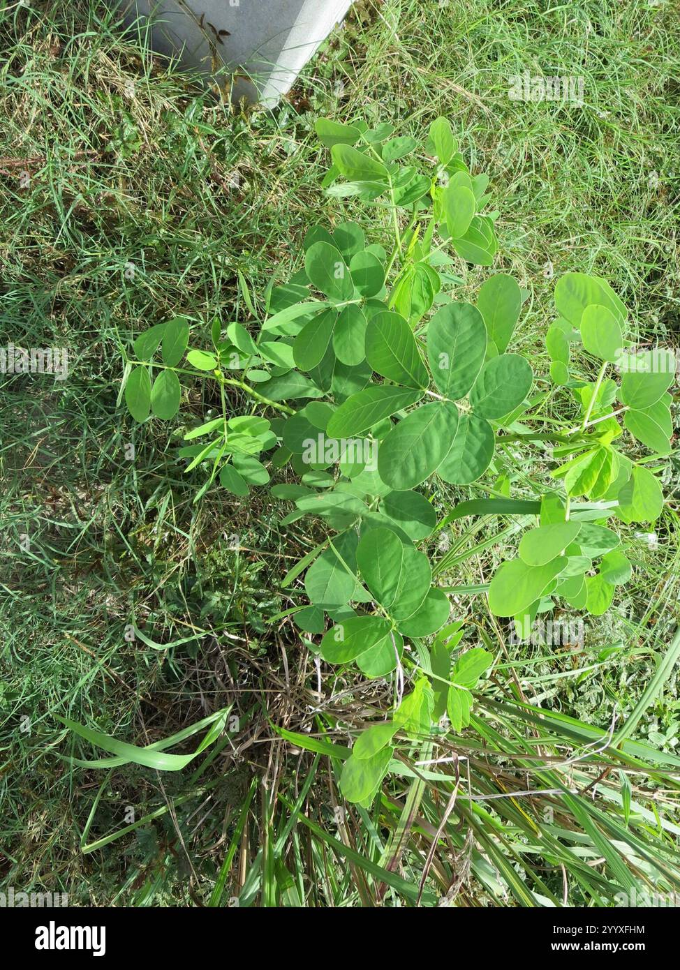 American Sicklepod (Senna obtusifolia Stock Photo - Alamy