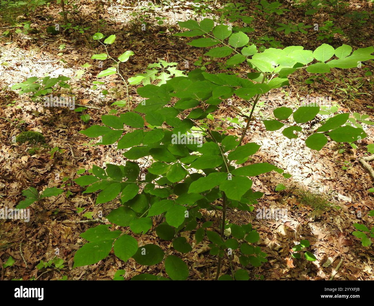 green ash (Fraxinus pennsylvanica Stock Photo - Alamy
