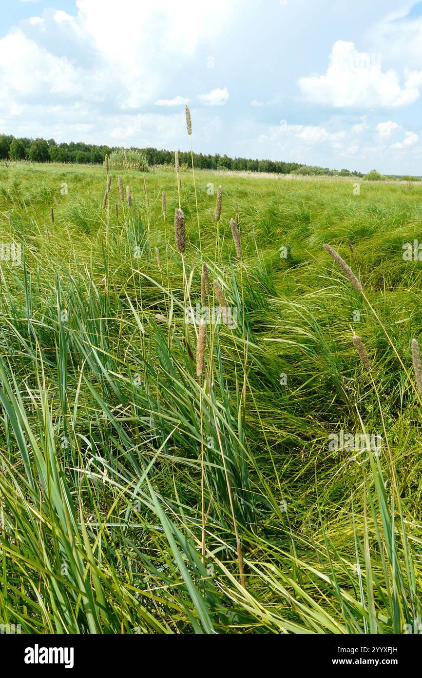 Creeping foxtail hi-res stock photography and images - Alamy