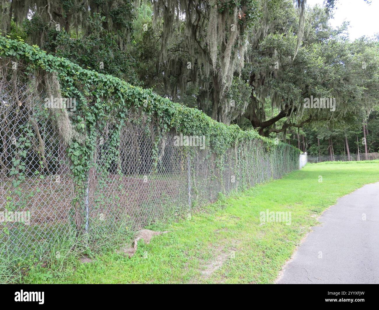 Sorrelvine Cissus Trifoliata Stock Photo Alamy