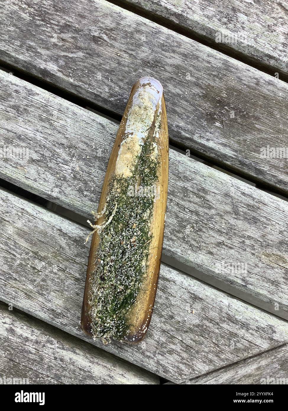 Atlantic Jackknife (Ensis leei Stock Photo - Alamy