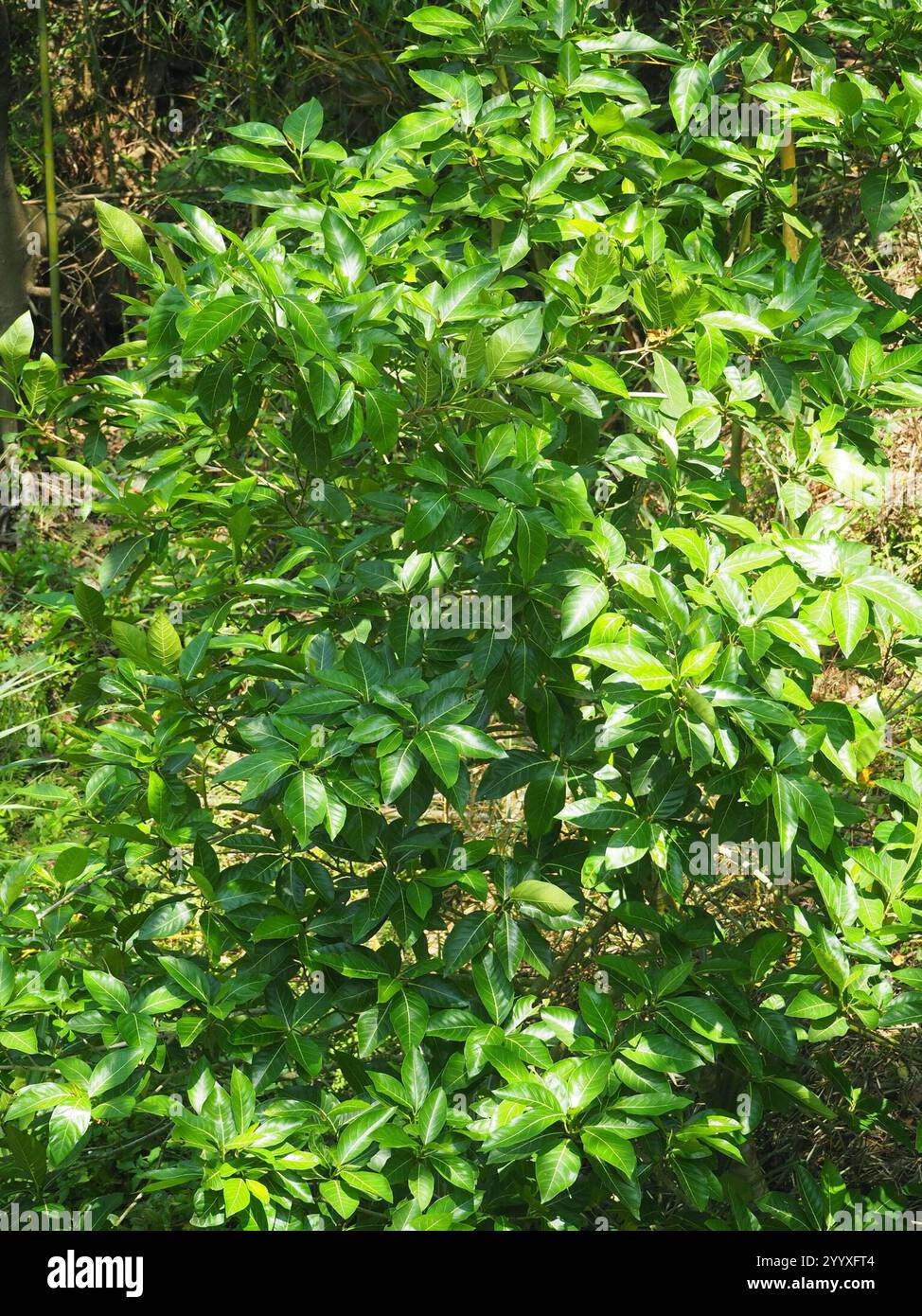 Hauili fig tree (Ficus septica Stock Photo - Alamy