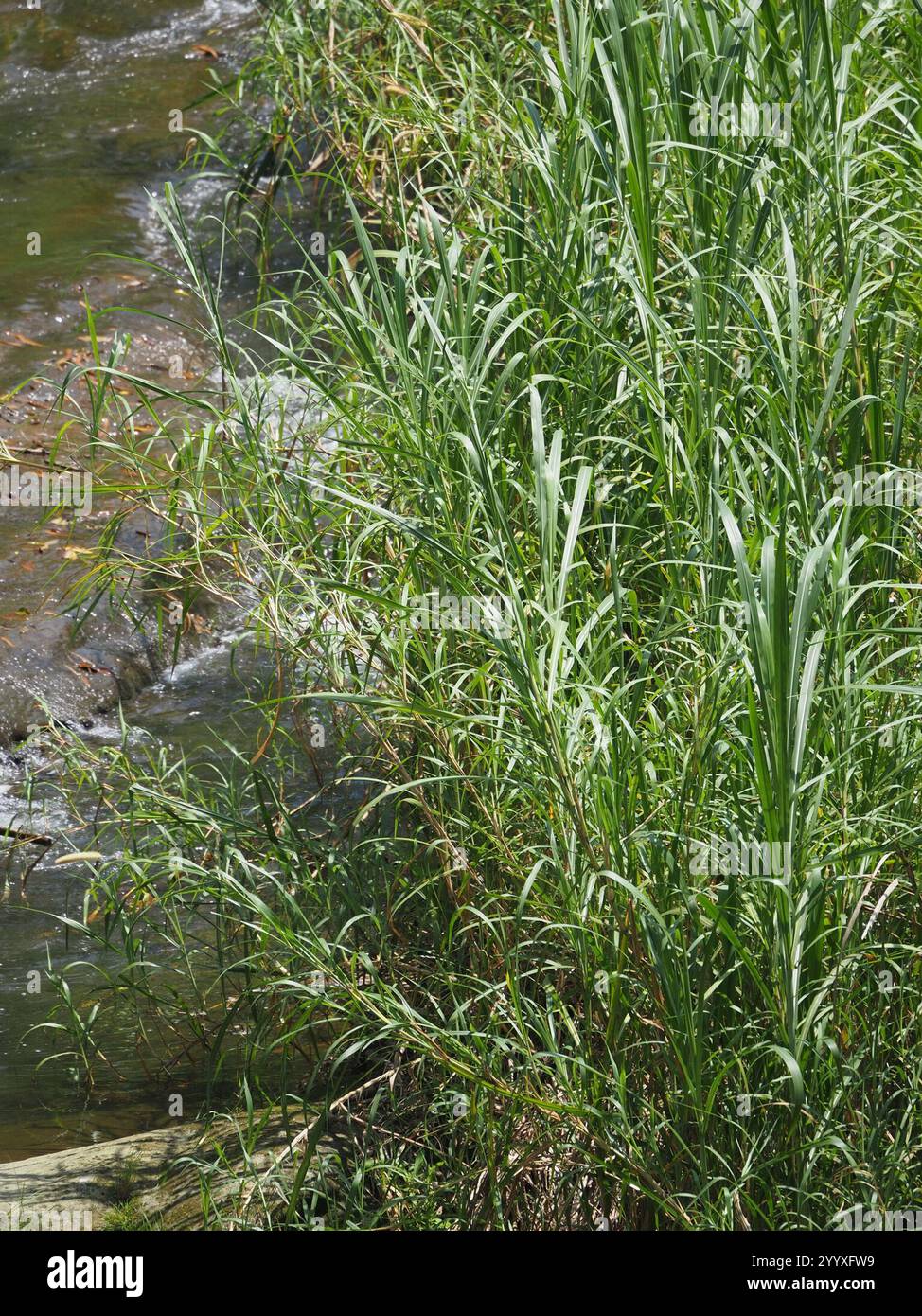 napier grass (Cenchrus purpureus Stock Photo - Alamy