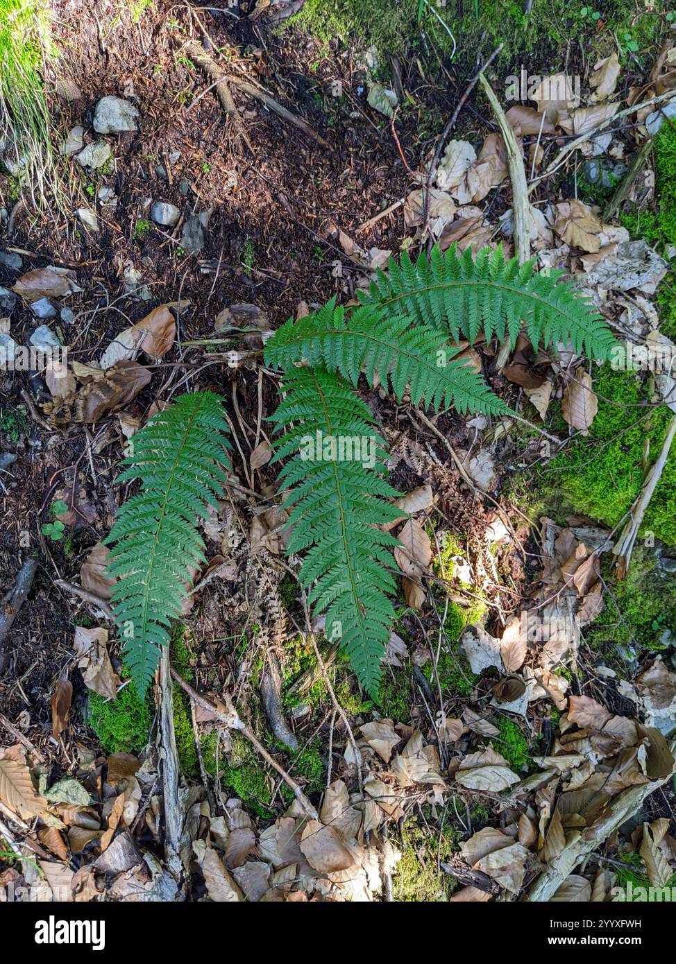hard shield fern (Polystichum aculeatum Stock Photo - Alamy