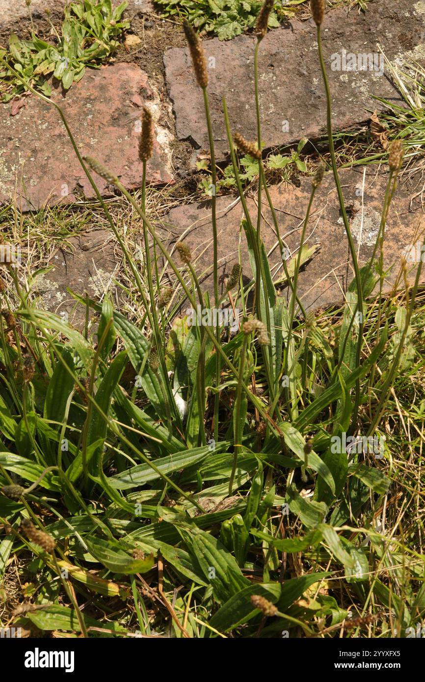 ribwort plantain (Plantago lanceolata Stock Photo - Alamy