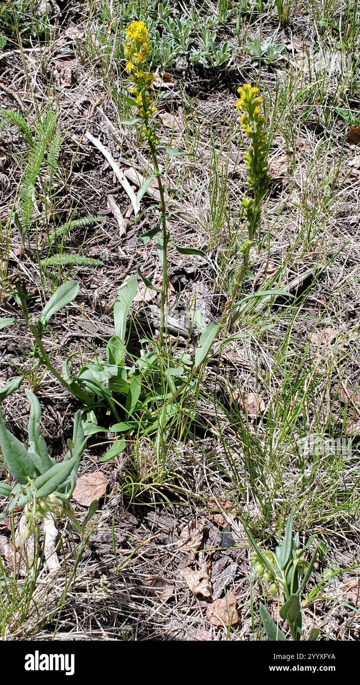 Sticky Goldenrod (Solidago simplex Stock Photo - Alamy