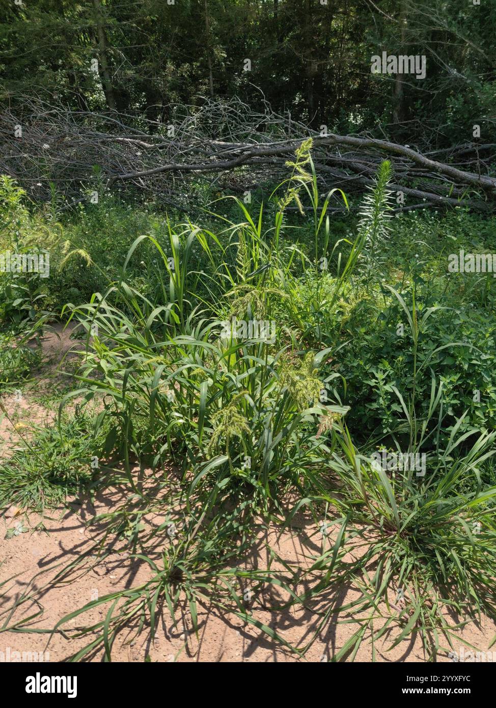 Barnyard Grasses (Echinochloa Stock Photo - Alamy