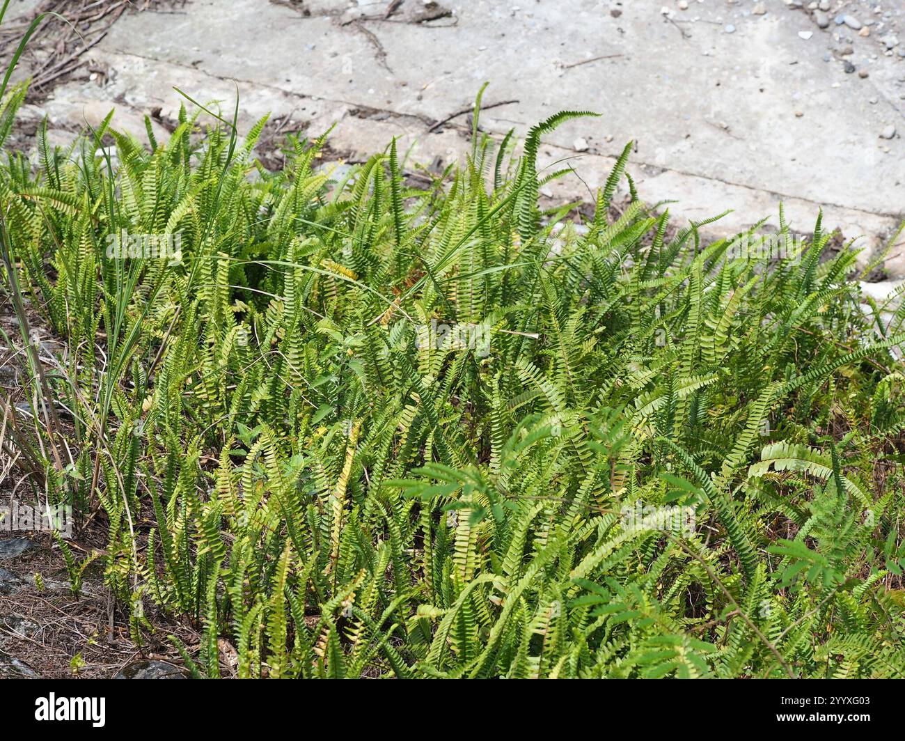 Fishbone Fern (Nephrolepis cordifolia Stock Photo - Alamy