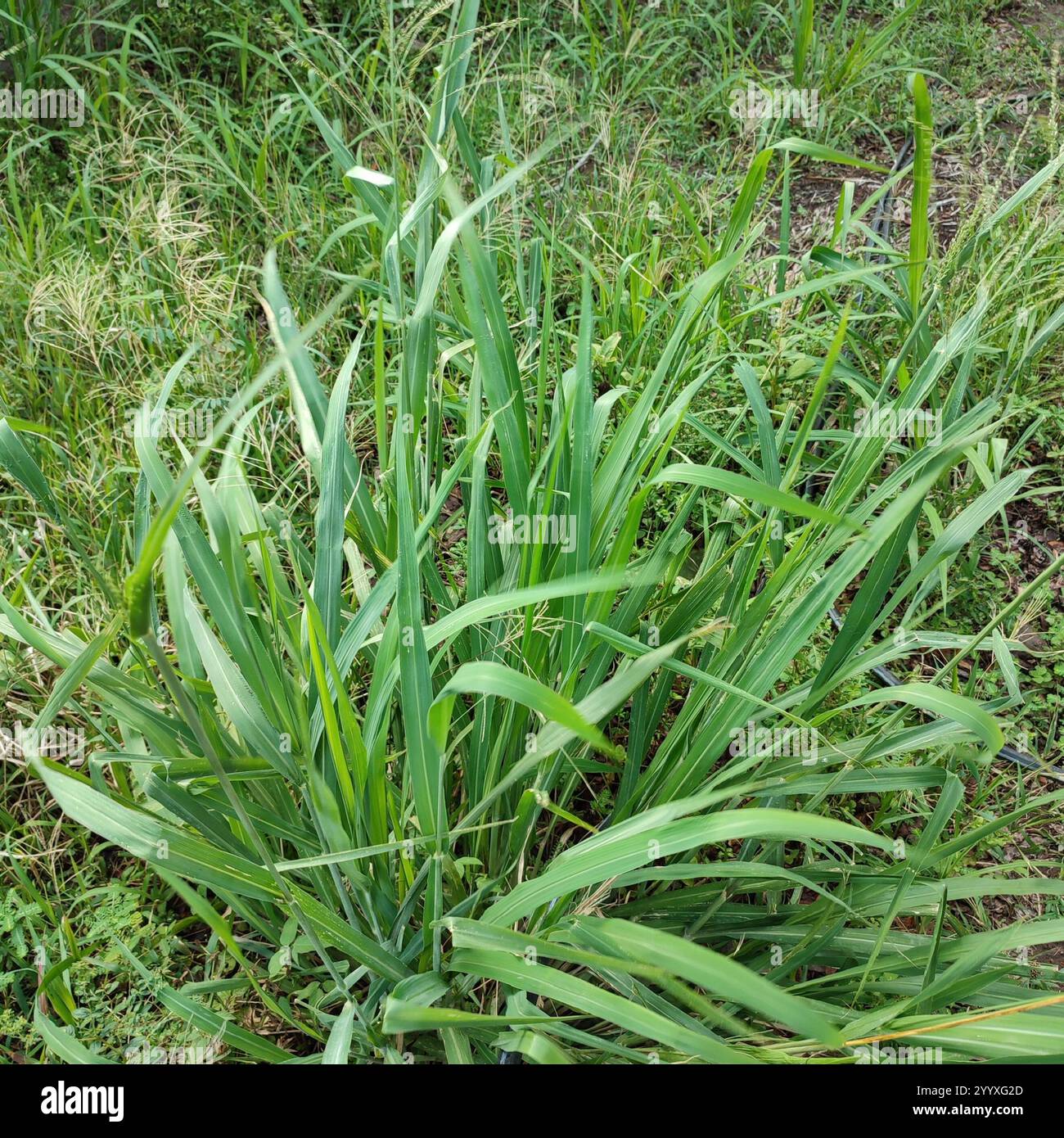 guinea grass (Megathyrsus maximus Stock Photo - Alamy