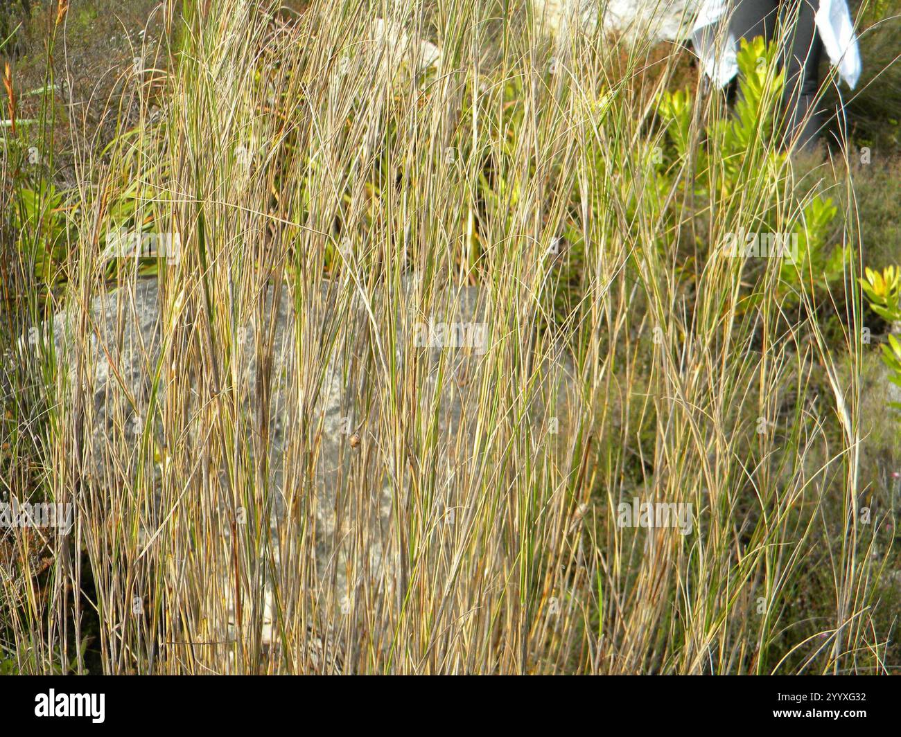 Curlyleaf Grass (Pseudopentameris macrantha Stock Photo - Alamy