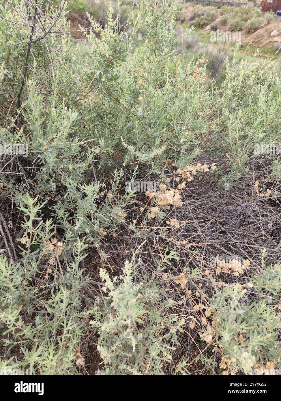 Fourwing Saltbush (Atriplex canescens Stock Photo - Alamy