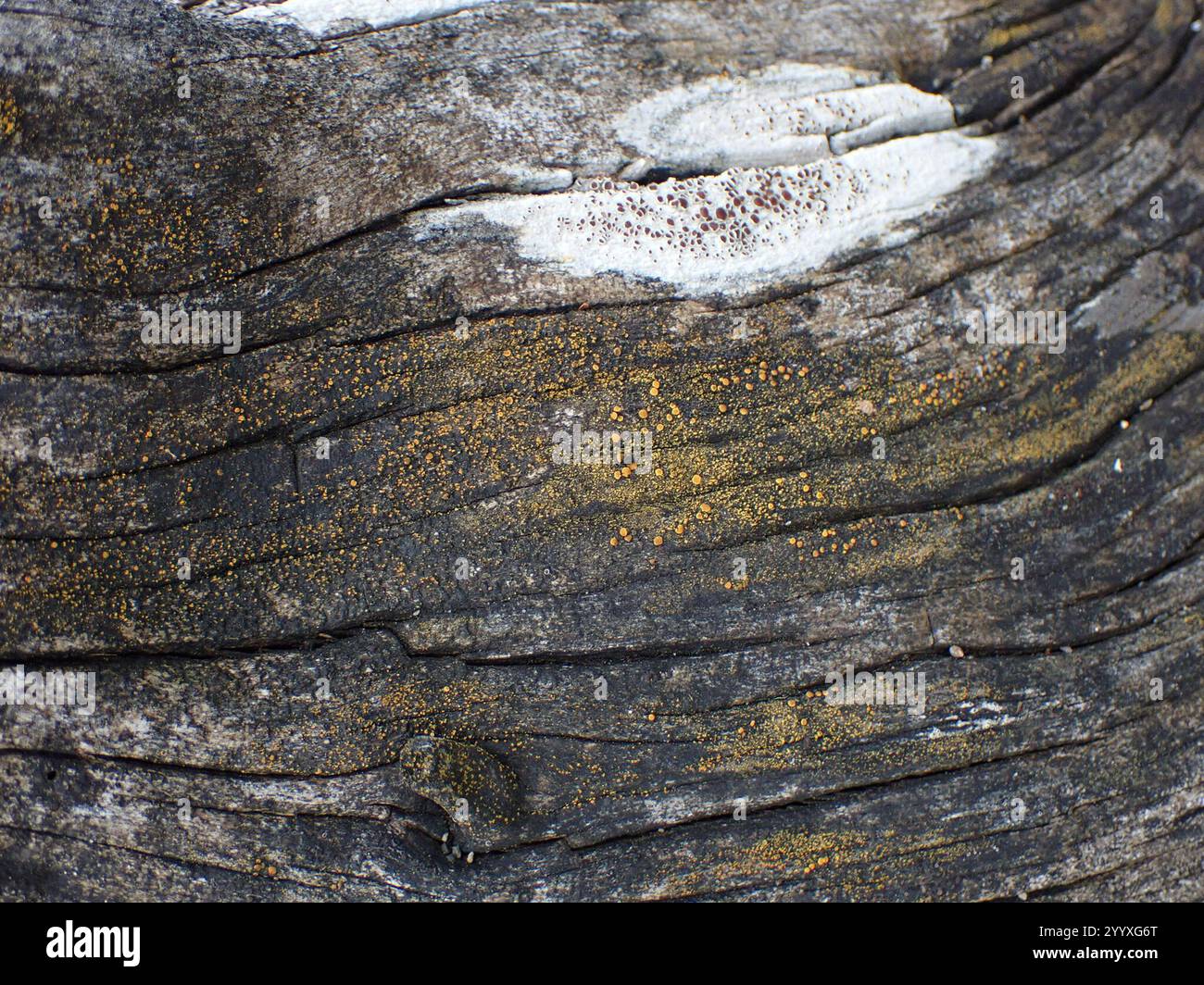 Seaside Firedot Lichen (Polycauliona inconspecta Stock Photo - Alamy