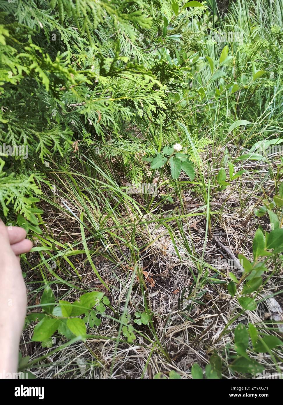 Sticky False Asphodel (Triantha glutinosa Stock Photo - Alamy