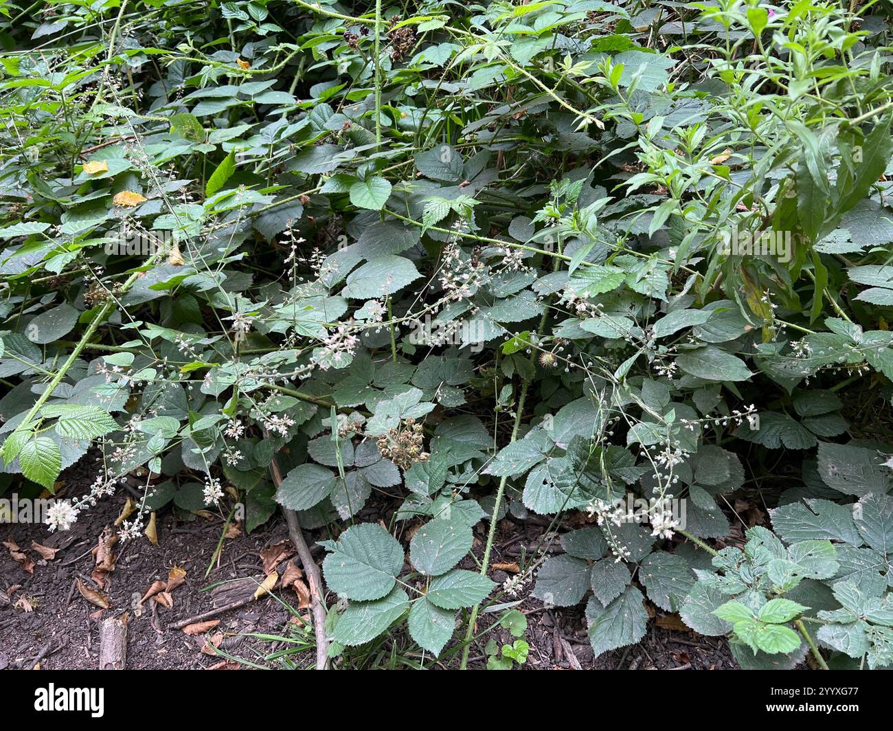 enchanter's-nightshade (Circaea lutetiana Stock Photo - Alamy