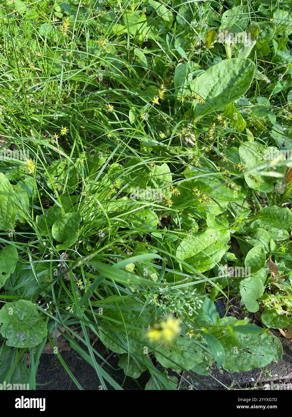 Spiked Sedge (Carex spicata Stock Photo - Alamy