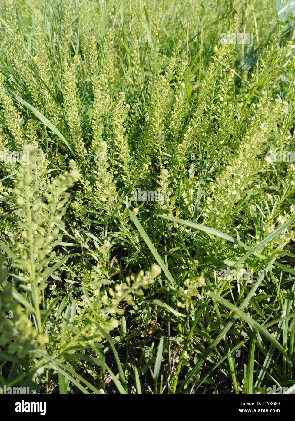 Common Peppergrass (Lepidium densiflorum Stock Photo - Alamy