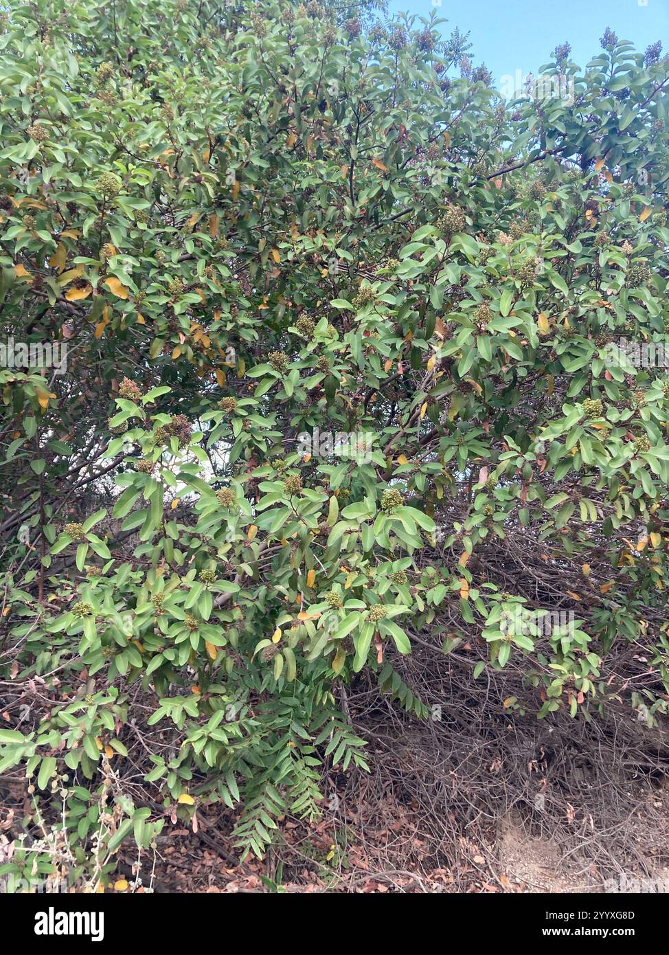 laurel sumac (Malosma laurina Stock Photo - Alamy