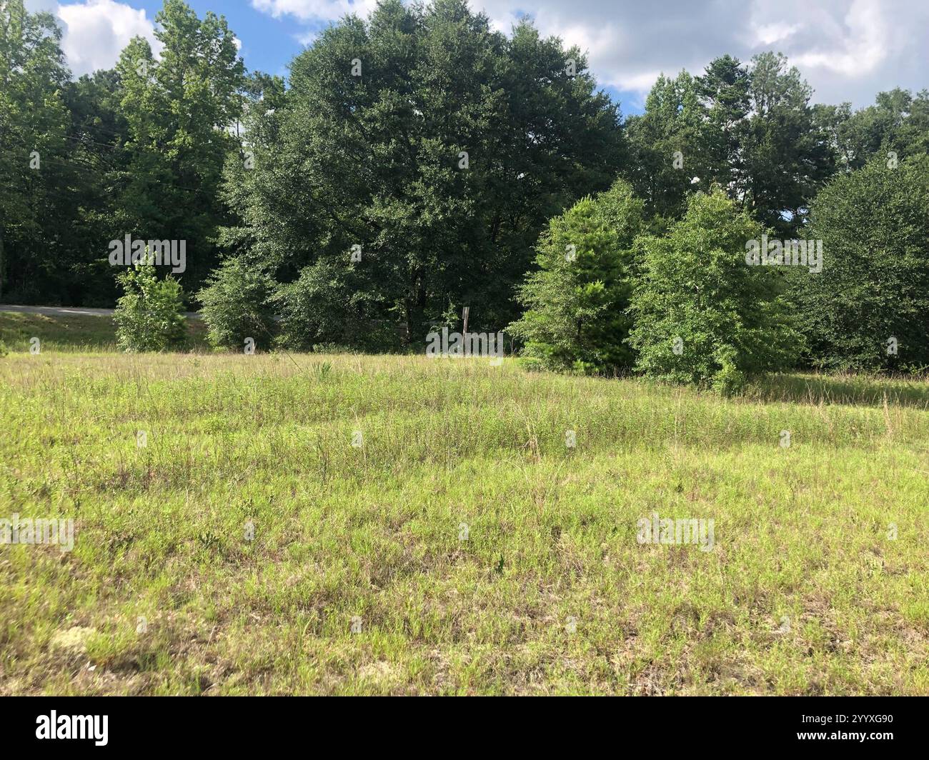 Needleleaf Rosette Grass (Dichanthelium aciculare Stock Photo - Alamy