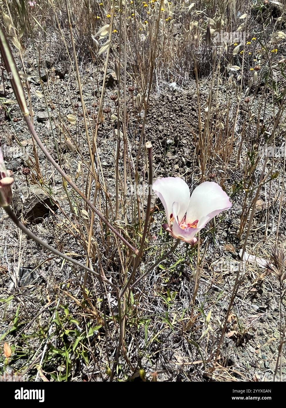 la panza mariposa lily (Calochortus simulans Stock Photo - Alamy
