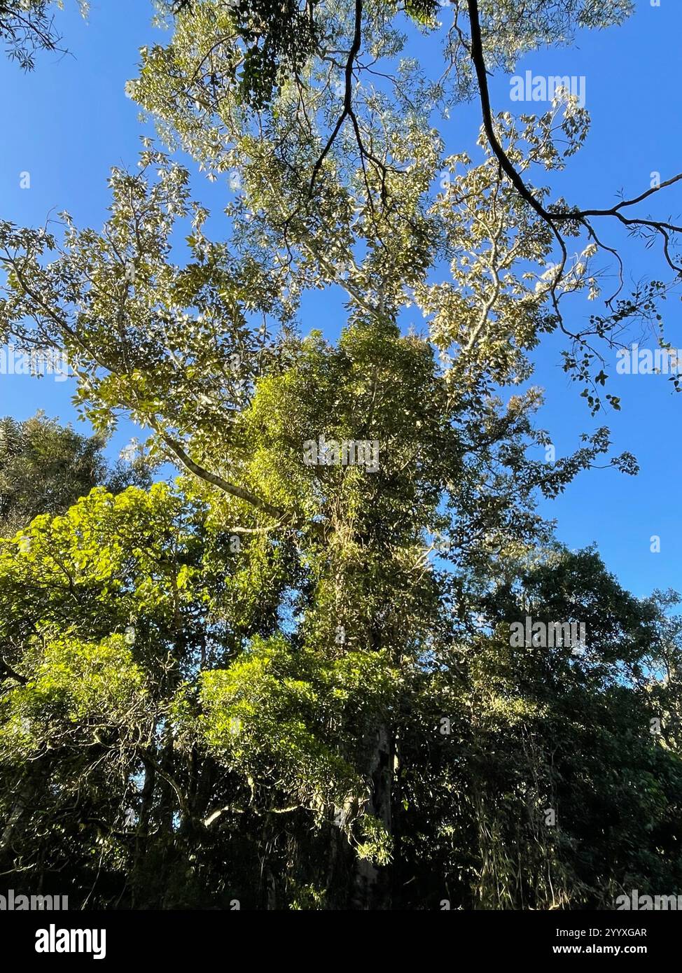 flowering plants (Angiospermae Stock Photo - Alamy