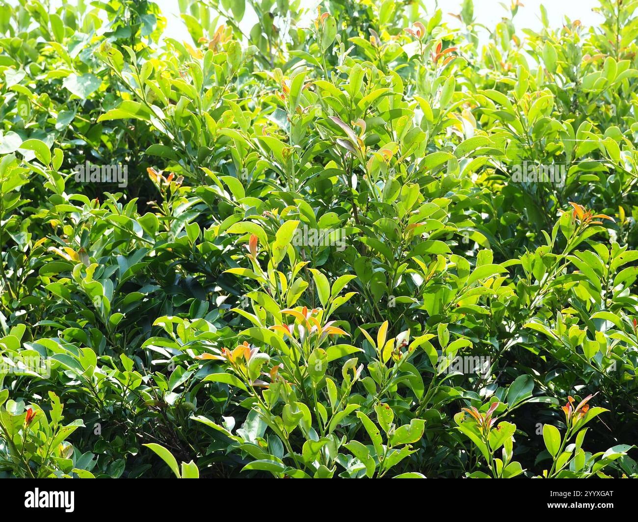 (Cleyera japonica morii Stock Photo - Alamy