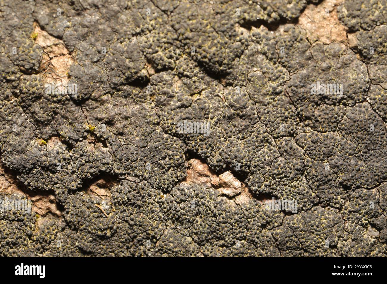 Beech Tarcrust (Biscogniauxia nummularia Stock Photo - Alamy