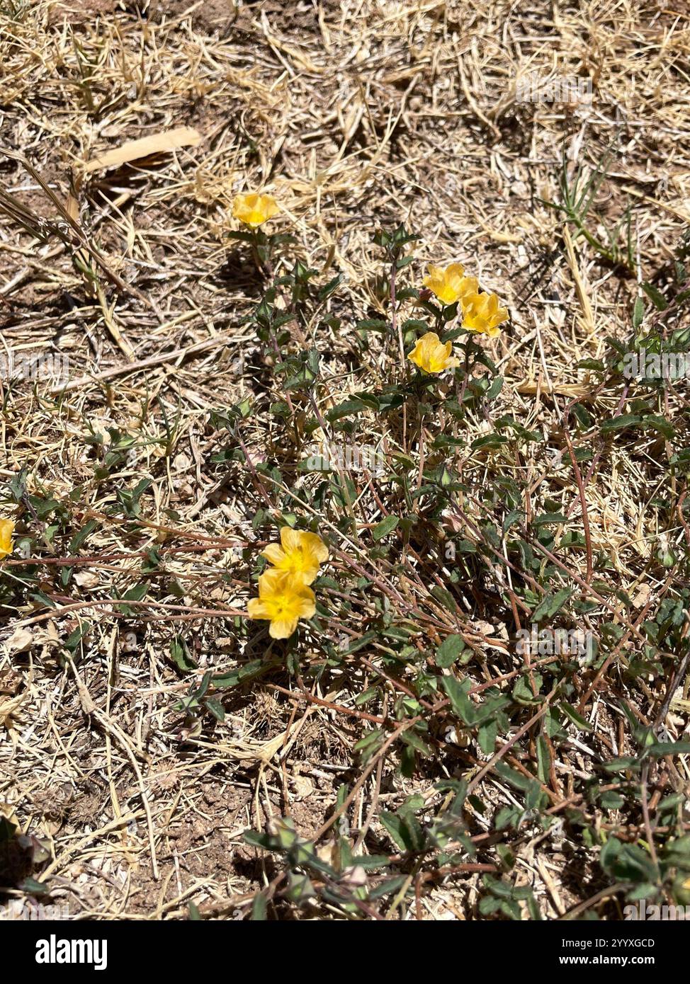 spreading sida (Sida abutilifolia Stock Photo - Alamy