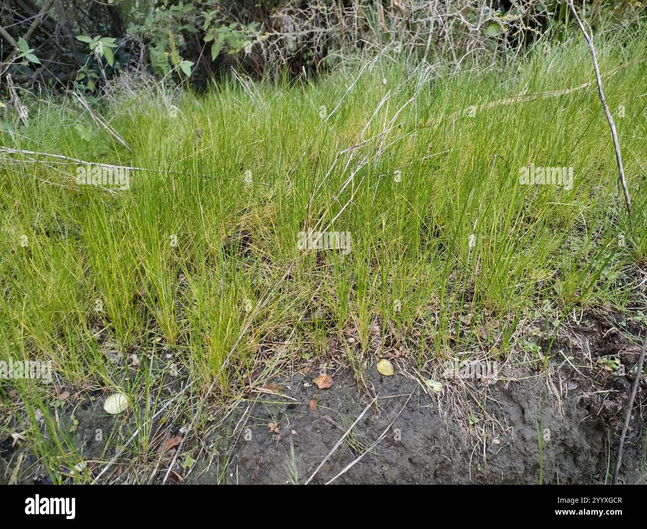 rattail sixweeks grass (Festuca myuros Stock Photo - Alamy