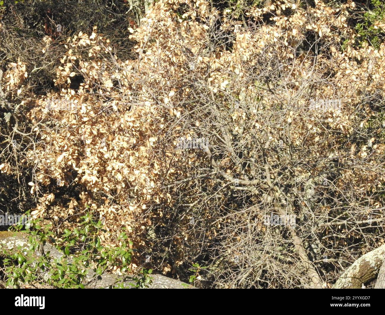 Oracle Oak (Quercus × morehus Stock Photo - Alamy