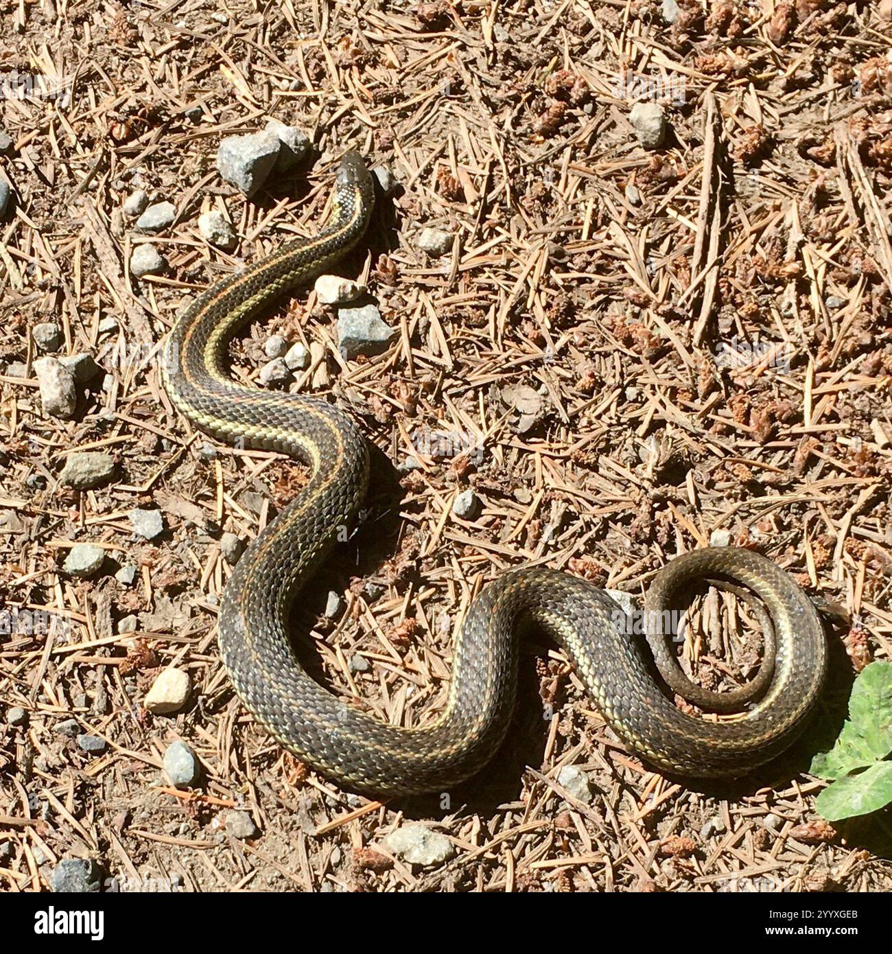 Northwestern Garter Snake (Thamnophis ordinoides Stock Photo - Alamy