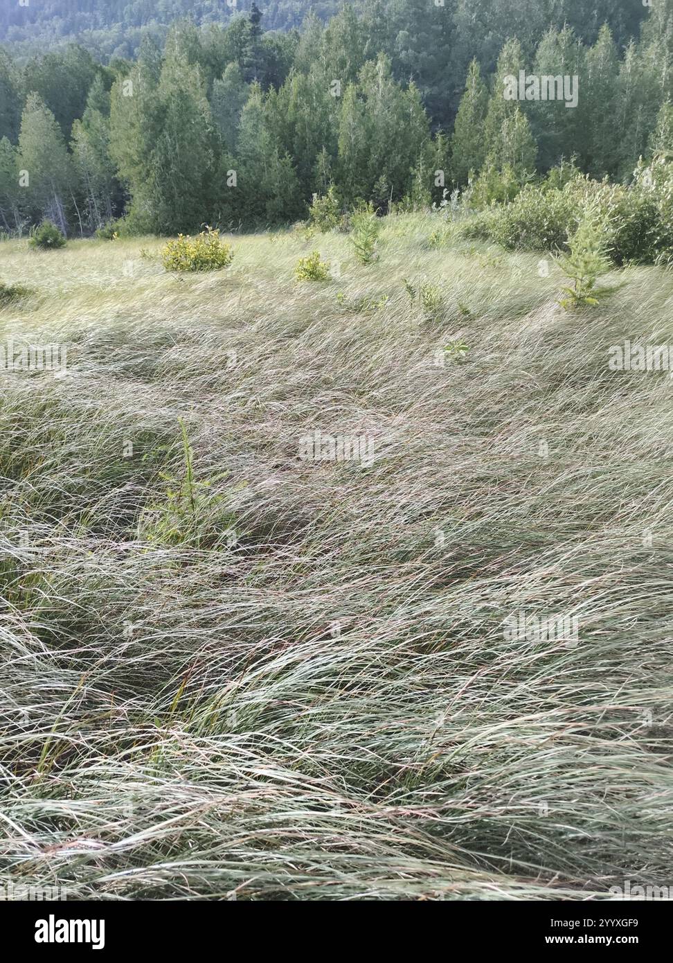 water sedge (Carex aquatilis Stock Photo - Alamy