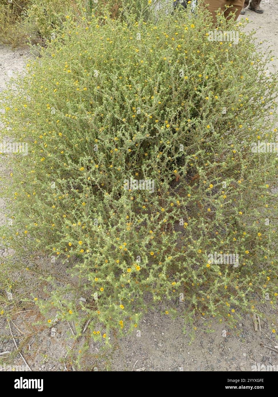 southern tarplant (Centromadia parryi australis Stock Photo - Alamy