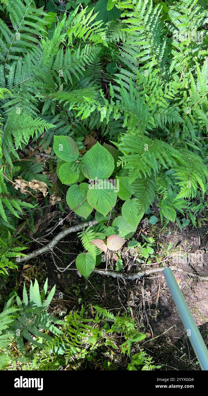 hobblebush (Viburnum lantanoides Stock Photo - Alamy