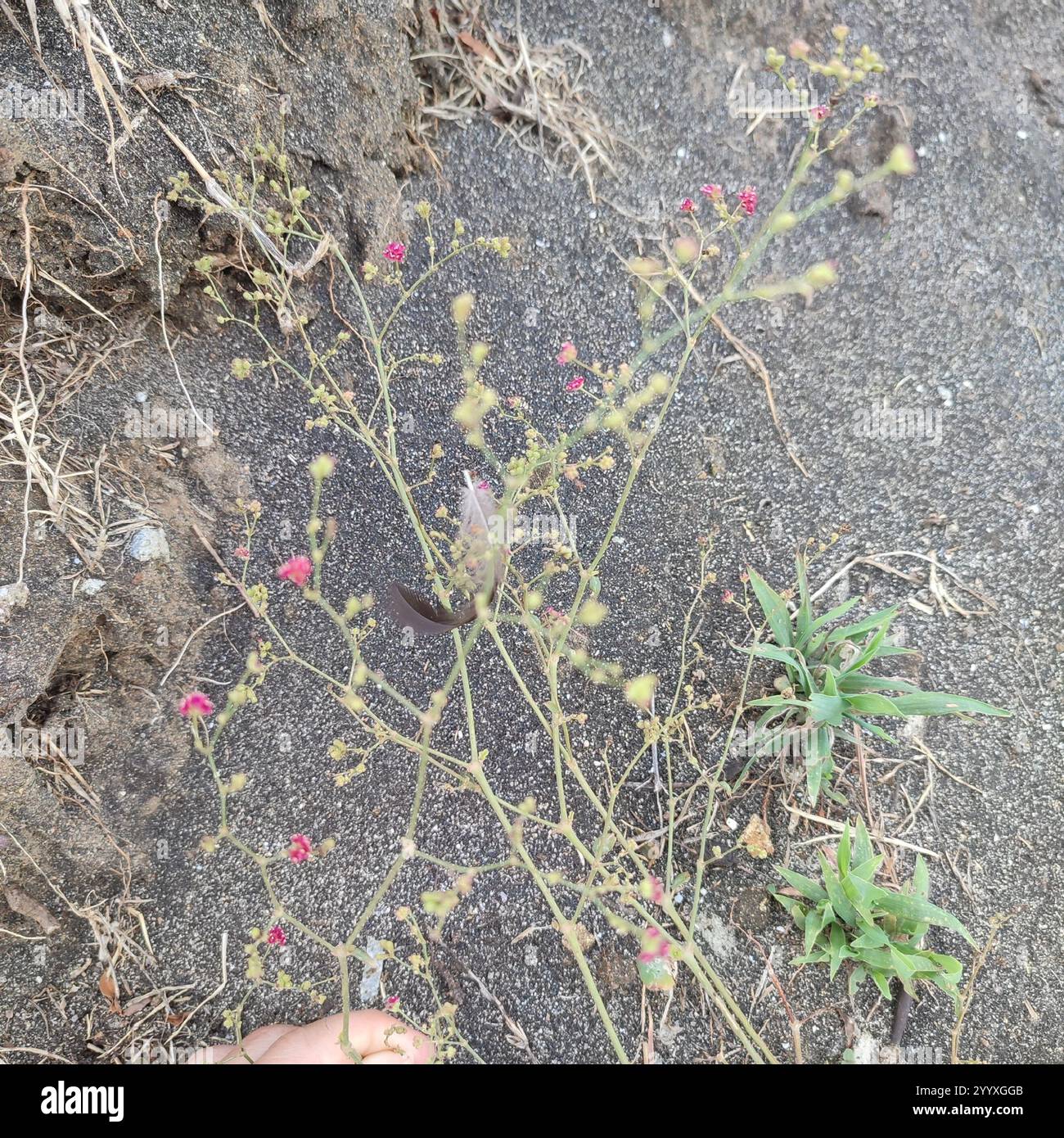 scarlet spiderling (Boerhavia coccinea Stock Photo - Alamy