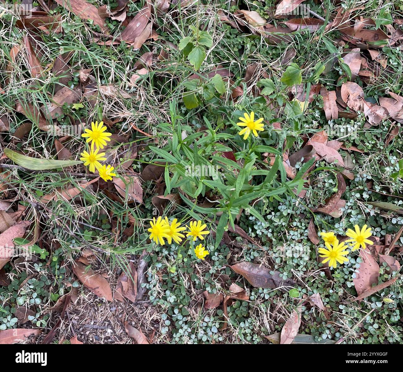 Madagascar Ragwort (Senecio madagascariensis Stock Photo - Alamy