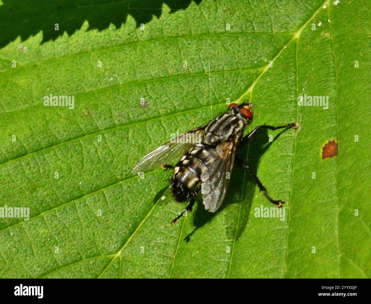 Common Flesh Flies (Sarcophaga Stock Photo - Alamy