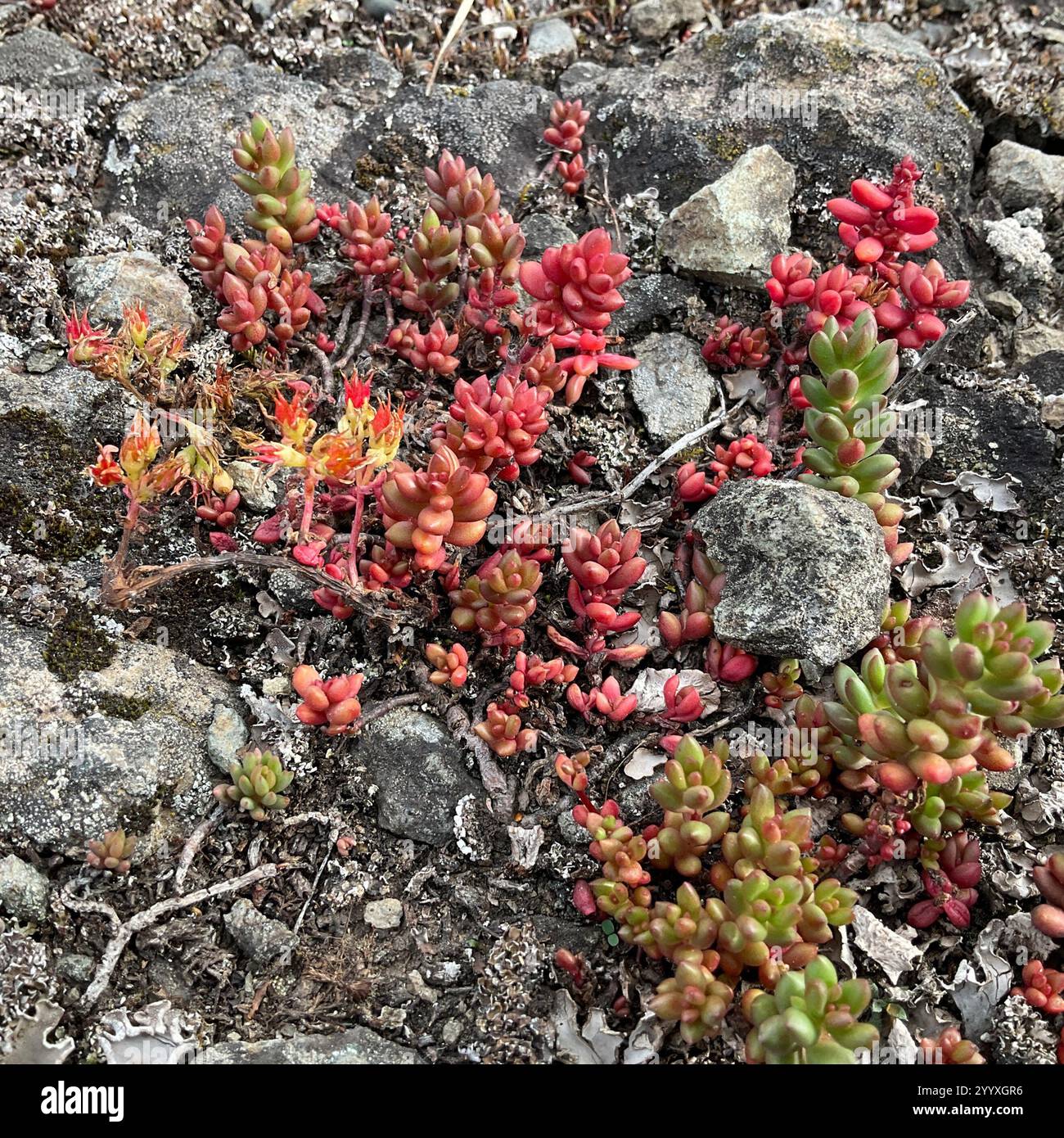 Pacific stonecrop (Sedum divergens Stock Photo - Alamy