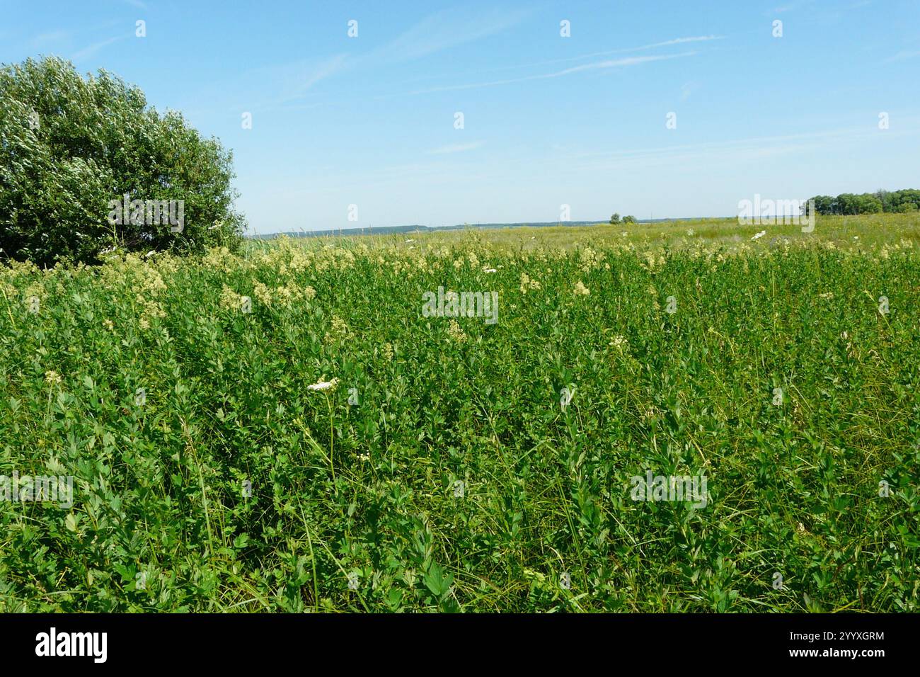 Common Meadow-rue (Thalictrum flavum Stock Photo - Alamy