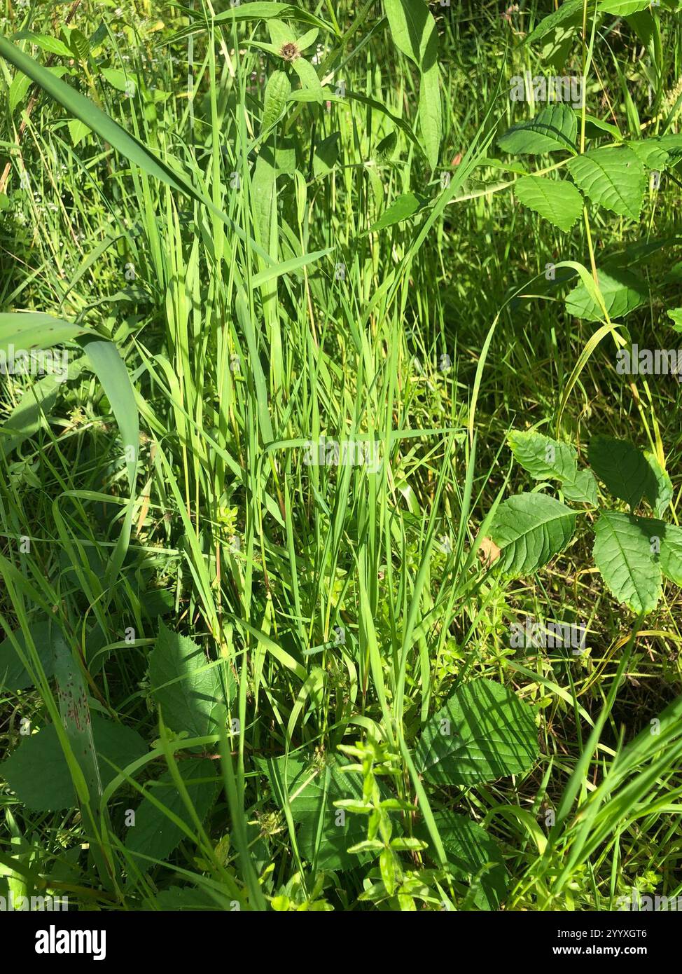 Creeping Bent (Agrostis stolonifera Stock Photo - Alamy