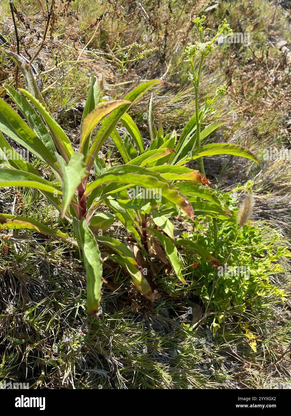 tall evening primrose (Oenothera elata Stock Photo - Alamy