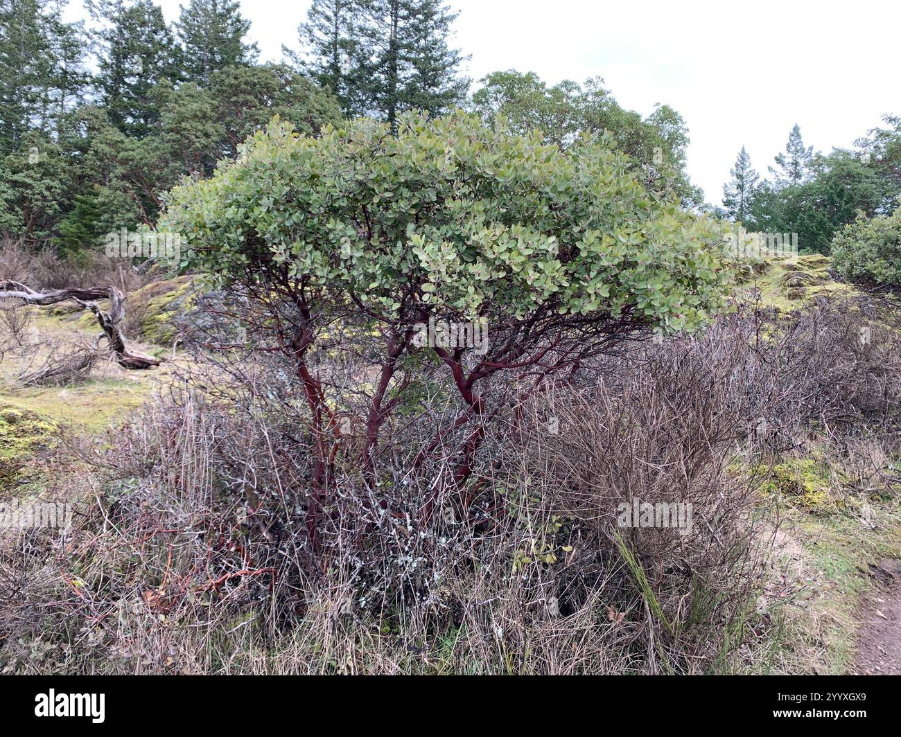 hairy manzanita (Arctostaphylos columbiana Stock Photo - Alamy